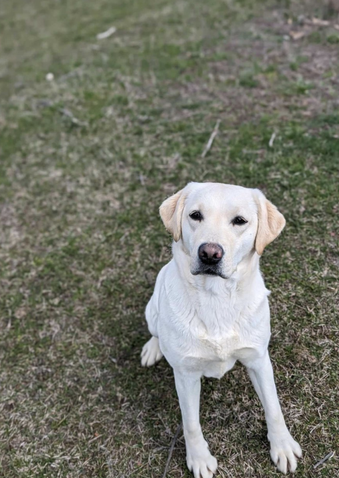 Lovely and Boomer — RidgeView Labradors